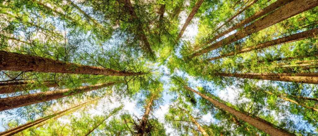 Paper And Board – A Positive Step Towards Sustainable Development ...